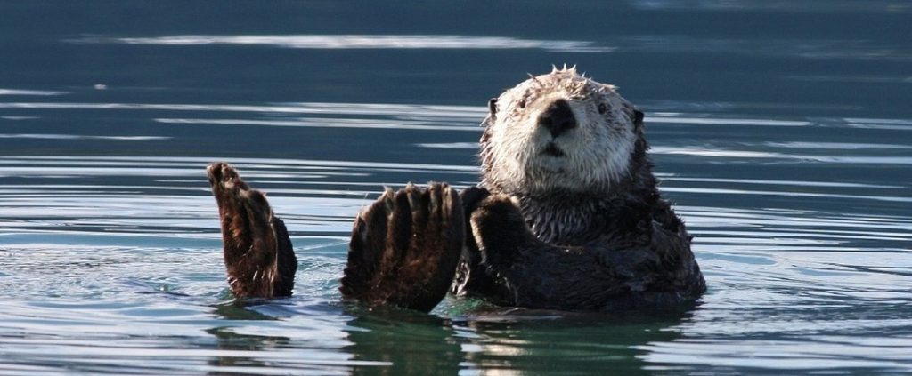 What Does The Future Hold For 'Low Trophic' Sea Life? - Faunalytics