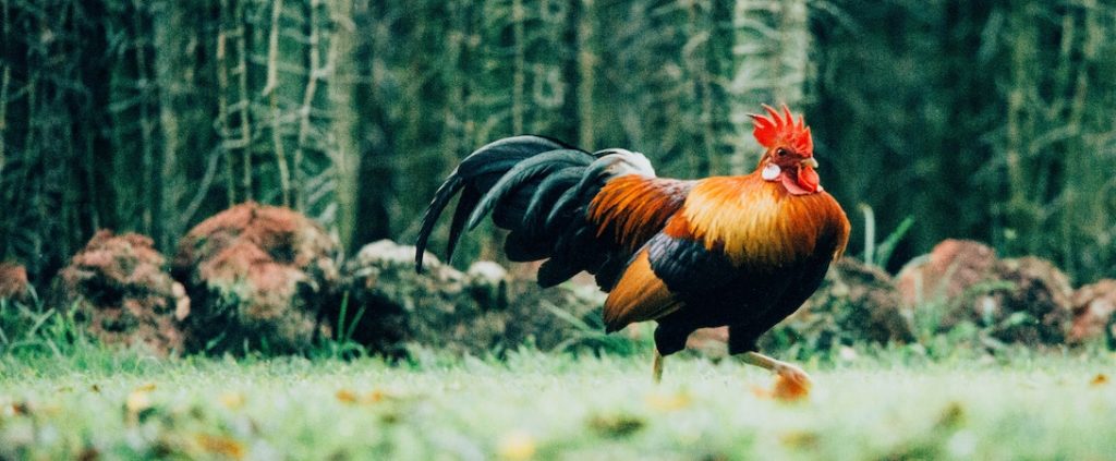 Chicken Forest Faunalytics